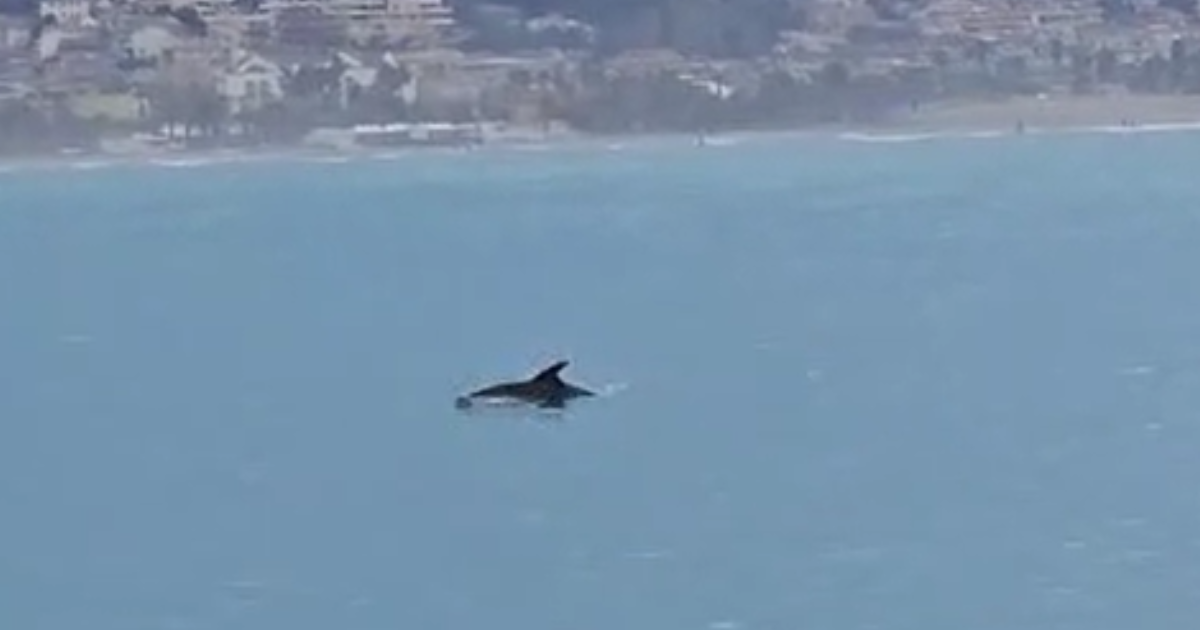 Spettacolo di delfini al Molo Sud di San Benedetto (Video) | Cronache ...